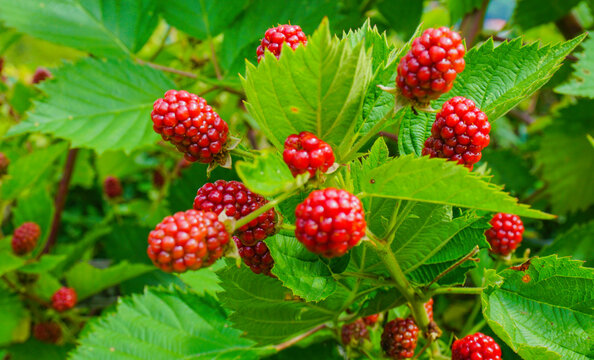 Wildbeeren bilder – Bläddra bland 609 stockfoton, vektorer och videor ...