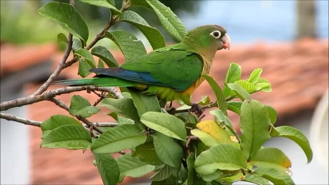 Maritaca Images – Browse 454 Stock Photos, Vectors, and Video | Adobe Stock