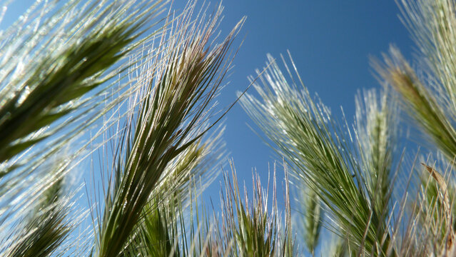 「Caryopse」の画像 - 21,452 件の Stock 写真、ベクターおよびビデオ | Adobe Stock