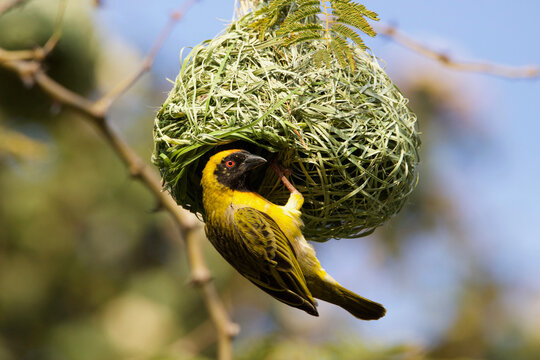 「Granivore」の画像 - 2,274 件の Stock 写真、ベクターおよびビデオ | Adobe Stock
