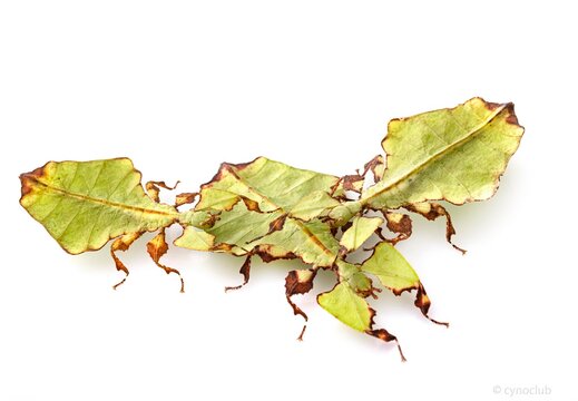 Imágenes de Phyllidae: descubre bancos de fotos, ilustraciones ...