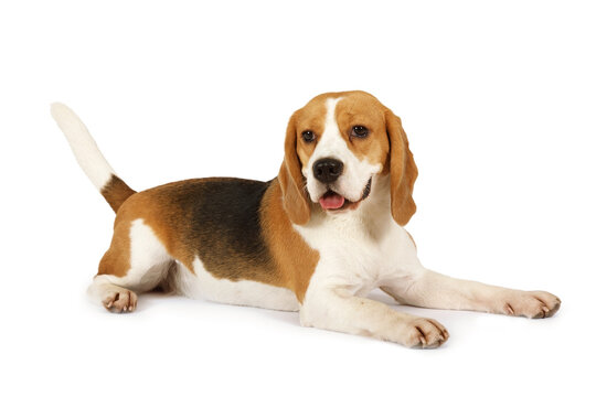 Beagle White Background Images – Browse 30,528 Stock Photos, Vectors ...
