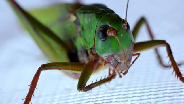 รูปภาพGrylloidea – เลือกดูภาพถ่ายสต็อก เวกเตอร์ และวิดีโอ274 | Adobe Stock