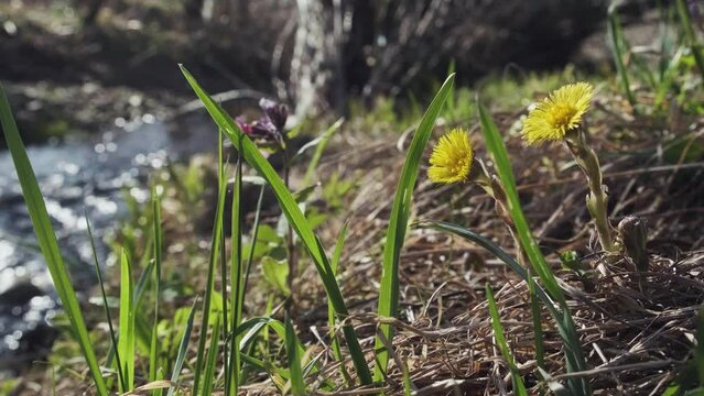 Imágenes de Tash: descubre bancos de fotos, ilustraciones, vectores y ...