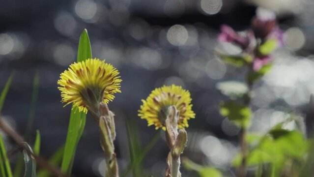 Imágenes de Tash: descubre bancos de fotos, ilustraciones, vectores y ...