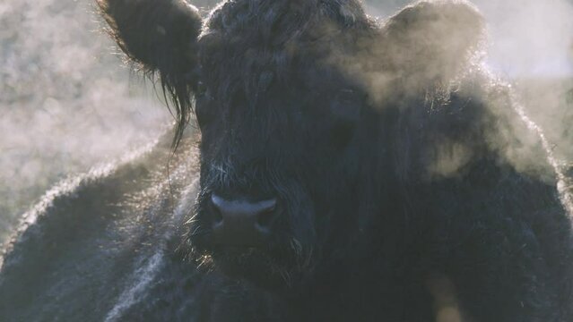 Bulls-Bilder: Stock-Fotos & -Videos. | Adobe Stock