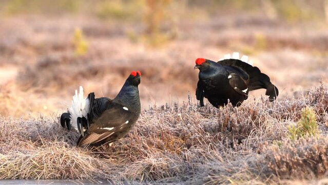 Flying Grouse Images – Browse 4,527 Stock Photos, Vectors, and Video ...
