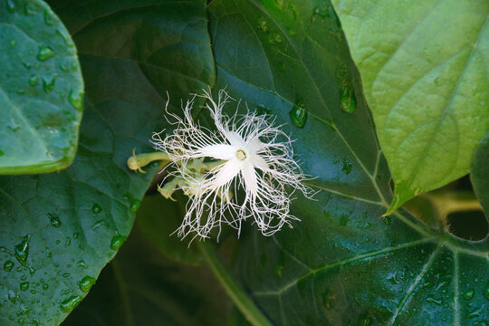 รูปภาพChichinga – เลือกดูภาพถ่ายสต็อก เวกเตอร์ และวิดีโอ885 | Adobe Stock