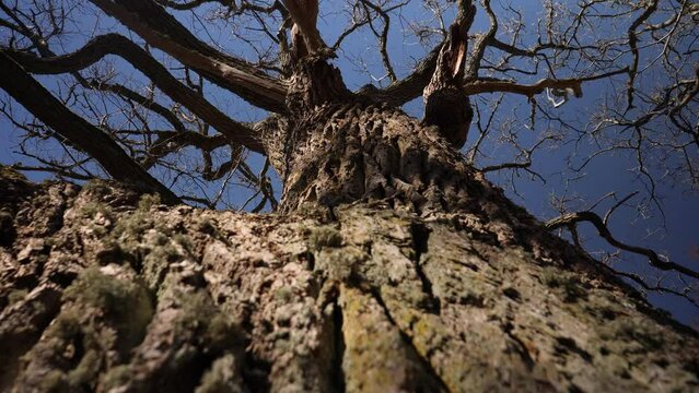 Defoliated Images – Browse 2,280 Stock Photos, Vectors, and Video ...