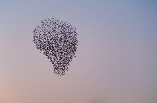 "Flocking Behavior" Images – Browse 17,205 Stock Photos, Vectors, and ...