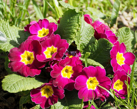 "Violets Flowers" Images – Browse 326 Stock Photos, Vectors, and Video ...