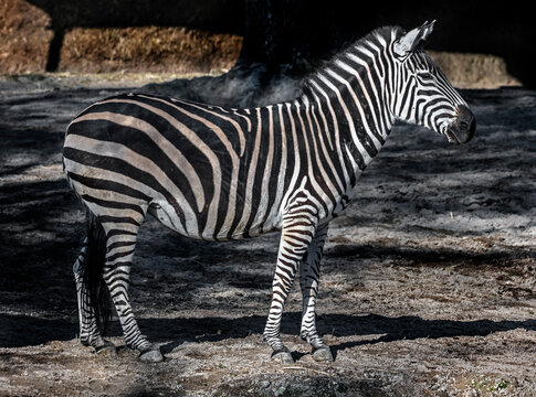 Boehmi Bilder – Durchsuchen 372 Archivfotos, Vektorgrafiken und Videos ...
