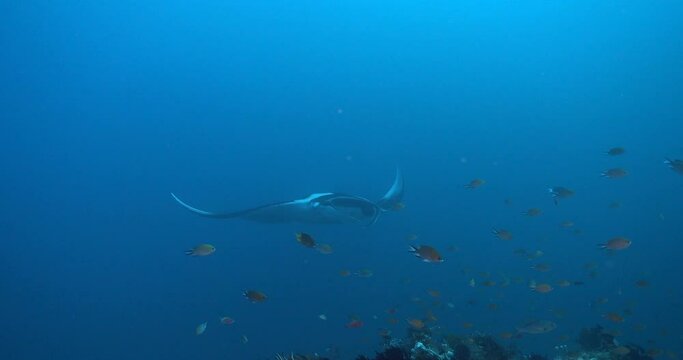 Putzerfisch Bilder – Durchsuchen 2,842 Archivfotos, Vektorgrafiken und ...