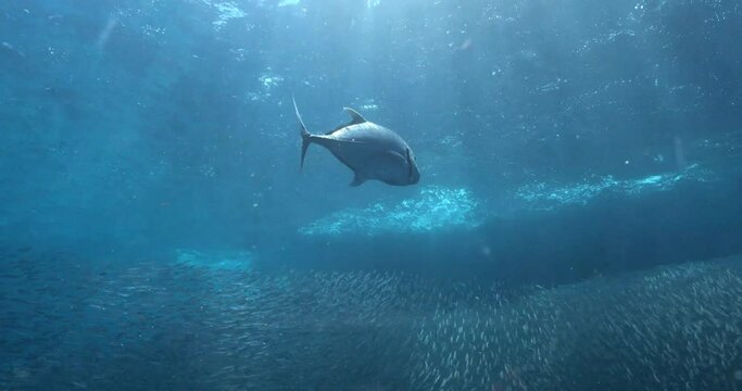 Maliputo Images – Browse 1,600 Stock Photos, Vectors, and Video | Adobe ...