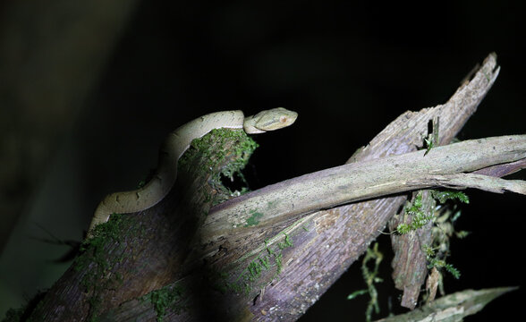 Pit-Viper Images – Browse 74 Stock Photos, Vectors, and Video | Adobe Stock