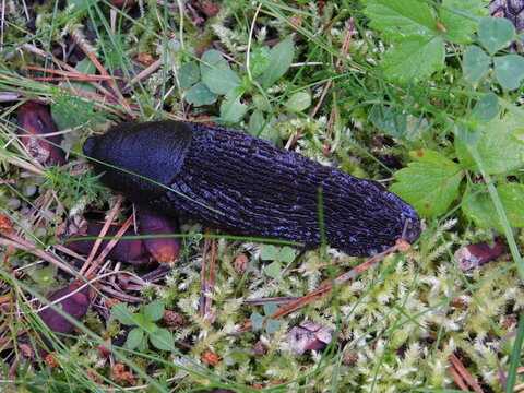 รูปภาพBabosa – เลือกดูภาพถ่ายสต็อก เวกเตอร์ และวิดีโอ1,326 | Adobe Stock