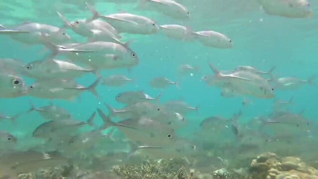 Maliputo Images – Browse 1,600 Stock Photos, Vectors, and Video | Adobe ...