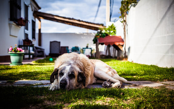 What Is The Breed Of Rafeiro Do Alentejo