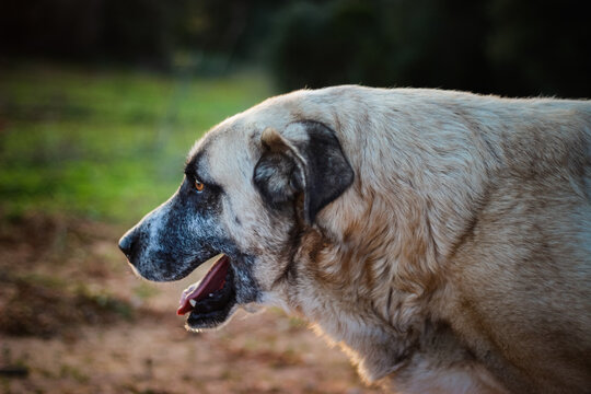 What Is The Breed Of Rafeiro Do Alentejo