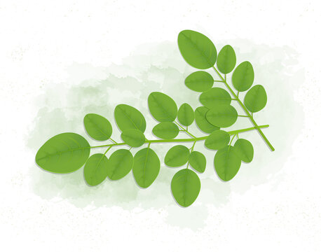 Malunggay Images – Browse 9,214 Stock Photos, Vectors, and Video ...