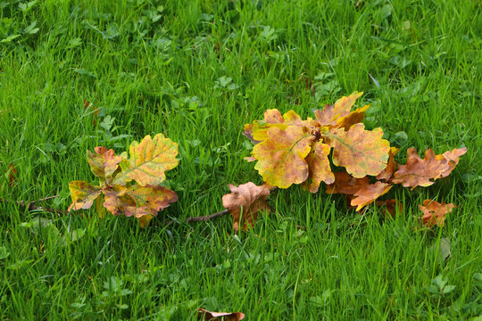 Sommereiche bilder – Bläddra bland 143 stockfoton, vektorer och videor ...