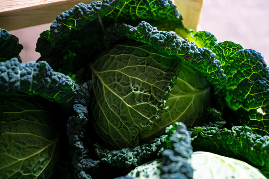 Kapusta 이미지 – 찾아보기 3,084 스톡 사진, 벡터 및 비디오 | Adobe Stock