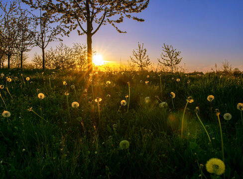 Pusteblumenwiese Bilder – Durchsuchen 9,160 Archivfotos, Vektorgrafiken ...