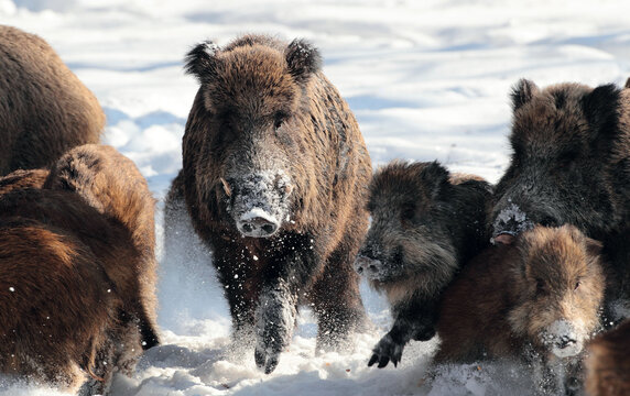 Wild-Boar Images – Browse 91 Stock Photos, Vectors, and Video | Adobe Stock