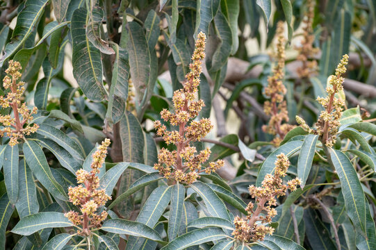 Mango Flower Parts