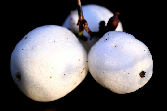 Ghostberry Bilder – Durchsuchen 5,637 Archivfotos, Vektorgrafiken und ...