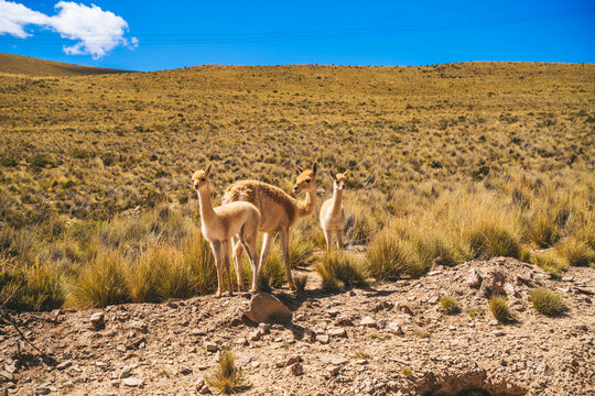 「Hornocal」の写真素材 | 1,103件の無料イラスト画像 | Adobe Stock