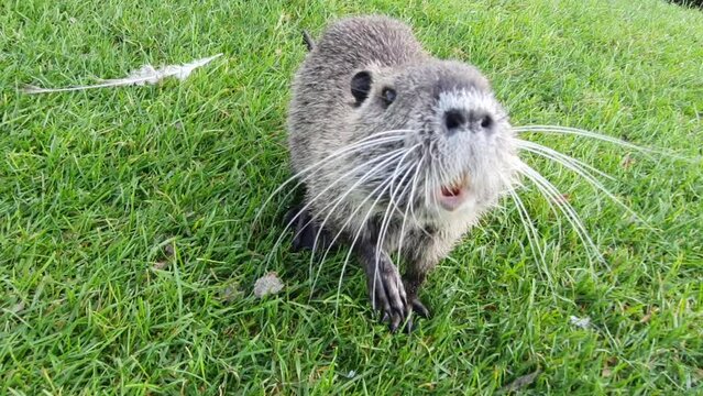 "Water Rat" Images – Browse 1,603 Stock Photos, Vectors, and Video ...