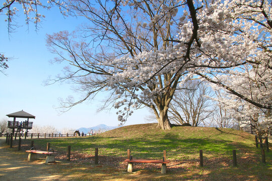Catamite bilder – Bläddra bland 1,245 stockfoton, vektorer och videor ...