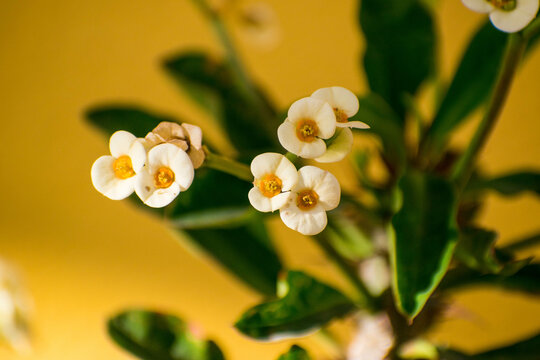 「Florecitas」の写真素材 | 139件の無料イラスト画像 | Adobe Stock