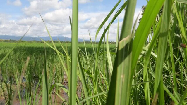 Unfruitful Images – Browse 1,725 Stock Photos, Vectors, and Video ...