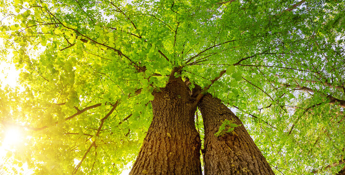 Lime-Tree bilder – Bläddra bland 68,623 stockfoton, vektorer och videor ...