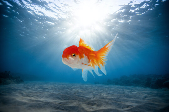 Imágenes de Oranda: descubre bancos de fotos, ilustraciones, vectores y ...