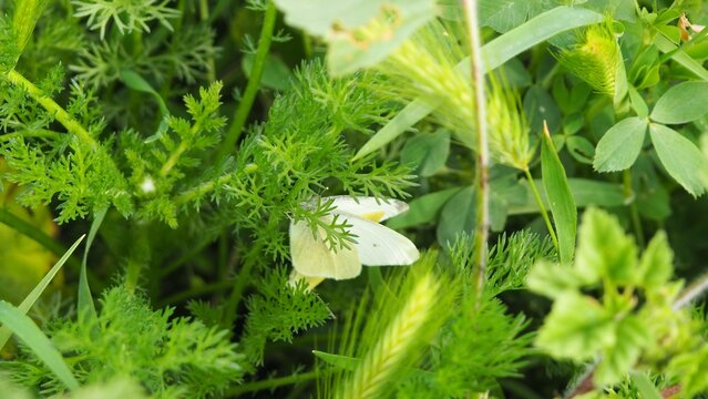 「Copulacion」の写真素材 | 11件の無料イラスト画像 | Adobe Stock