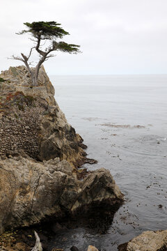 "Lone Cypress" Images – Browse 102 Stock Photos, Vectors, and Video ...