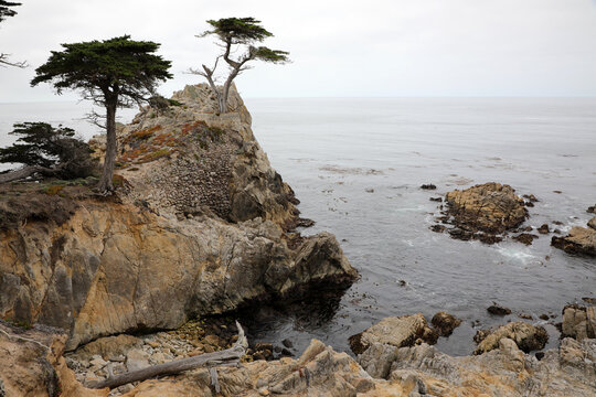 "Lone Cypress" Images – Browse 115 Stock Photos, Vectors, and Video ...