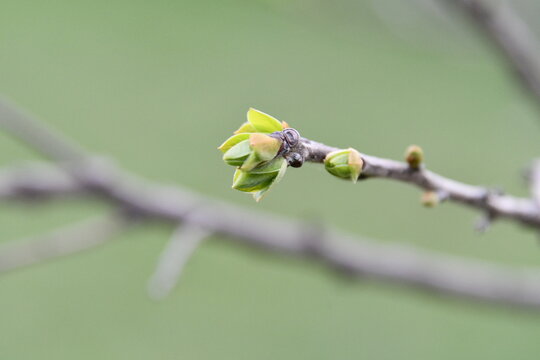 "Tree Bud" Images – Browse 514 Stock Photos, Vectors, and Video | Adobe ...