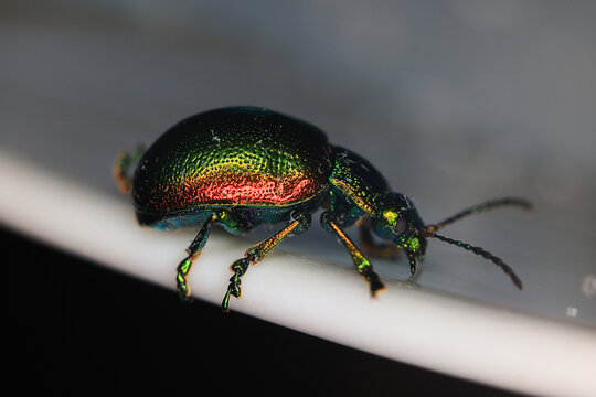 รูปภาพPolyphaga – เลือกดูภาพถ่ายสต็อก เวกเตอร์ และวิดีโอ1,622 | Adobe Stock