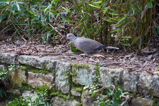 「Roucouler」の画像 - 61 件の Stock 写真、ベクターおよびビデオ | Adobe Stock