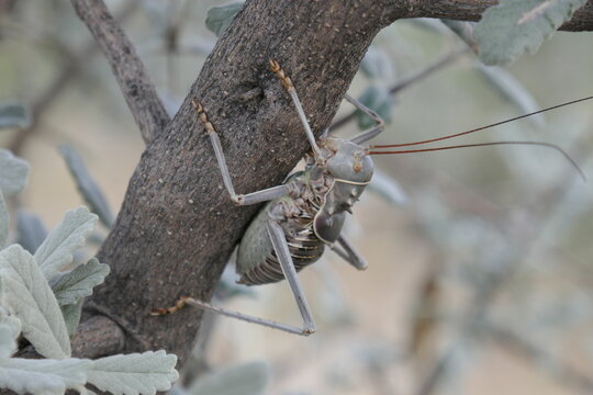 "Acanthoplus Discoidalis" Images – Browse 118 Stock Photos, Vectors ...