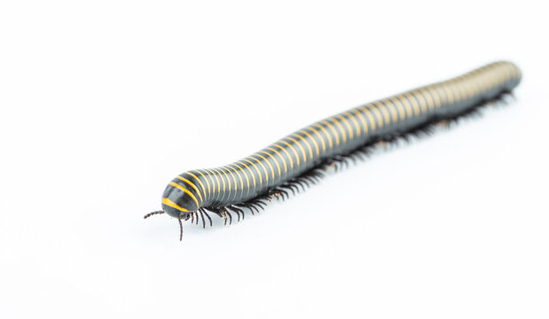 รูปภาพMiriapod – เลือกดูภาพถ่ายสต็อก เวกเตอร์ และวิดีโอ2,703 | Adobe Stock