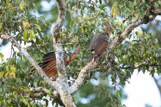 Stinkbird bilder – Bläddra bland 617 stockfoton, vektorer och videor ...