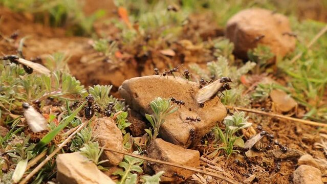 "Honey Ant" Images – Browse 83 Stock Photos, Vectors, and Video | Adobe Stock