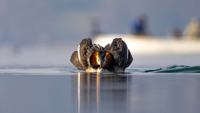 Vague Images – Browse 213,700 Stock Photos, Vectors, and Video | Adobe ...