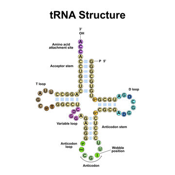 Trna Structure