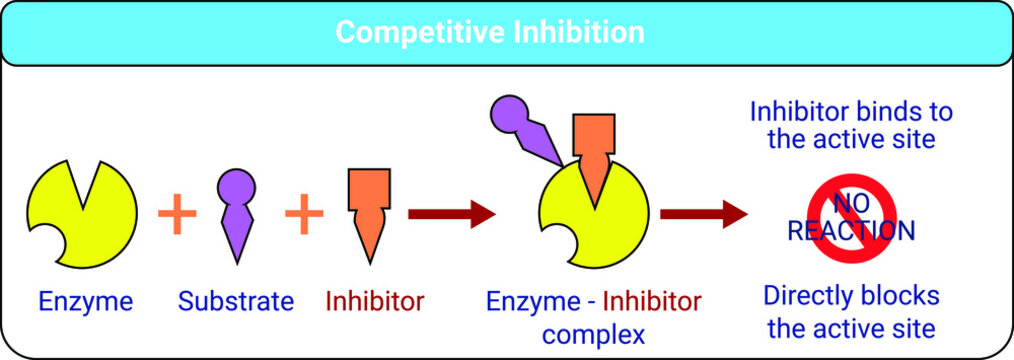 Enzyme-Substrate Images – Browse 22 Stock Photos, Vectors, and Video ... Enzyme-Substrate Images – Browse 22 Stock Photos, Vectors, and Video ...
